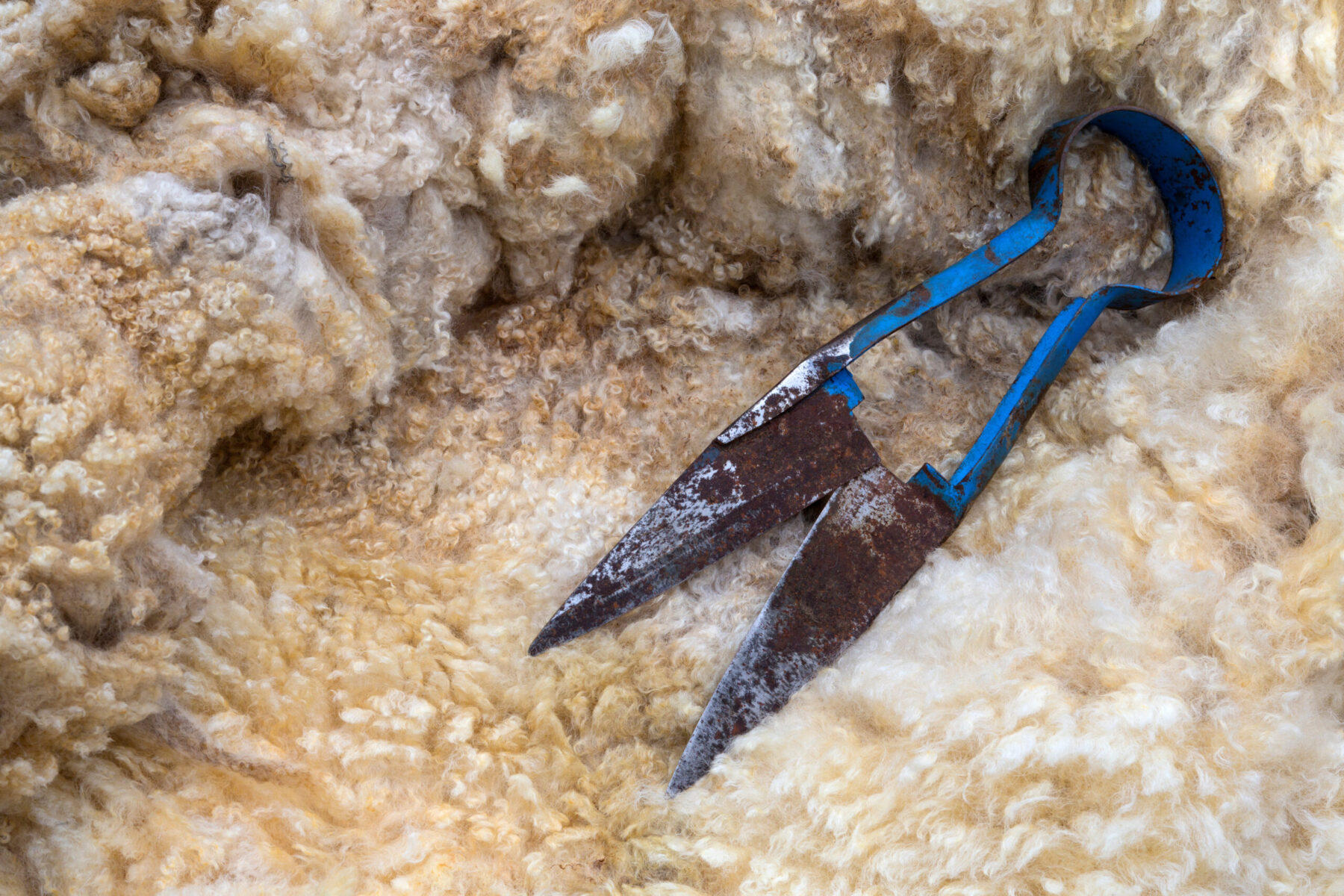How to Shear a Sheep Step by Step - Grit